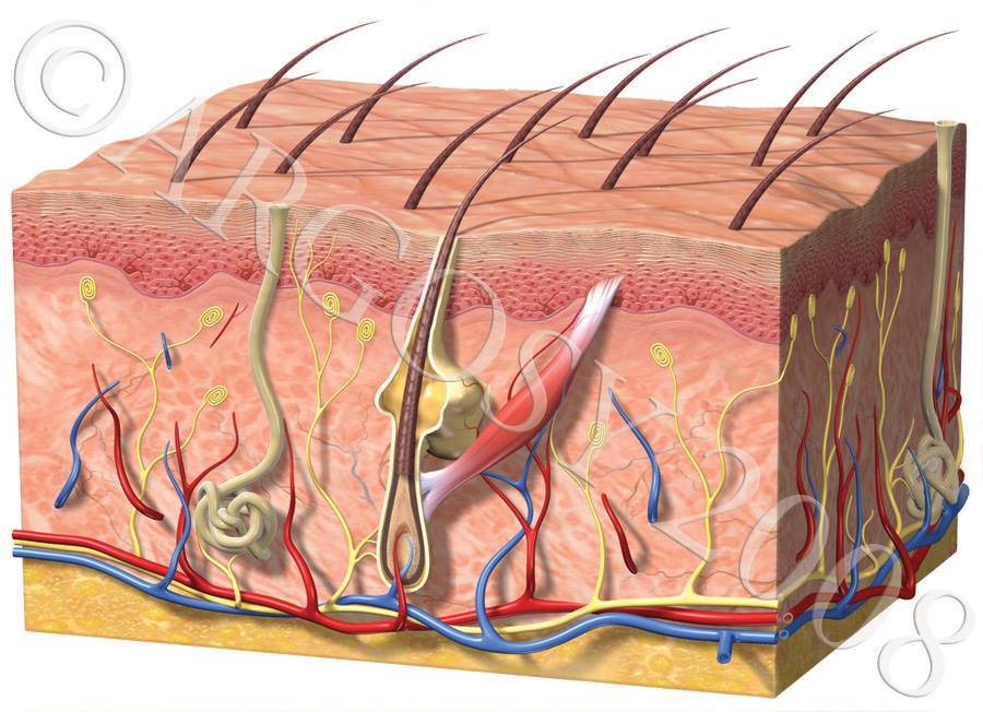 skin-diagram - FirstCare Walk-In Medical Center